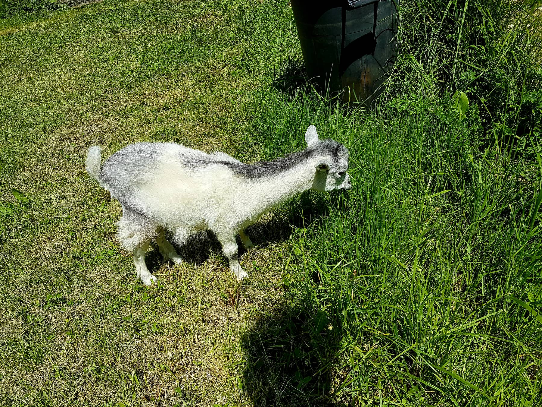 ferramosca capretta – ConfineLive