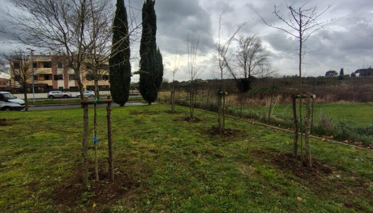 Guidonia, parco Giovanni Paolo II, in corso la piantumazione di 23 ...